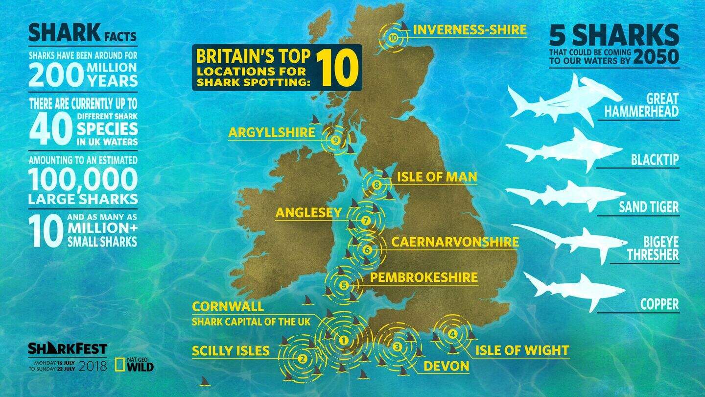 New Shark Species Could Be Swimming Towards Uk As Seas Warm Belfast